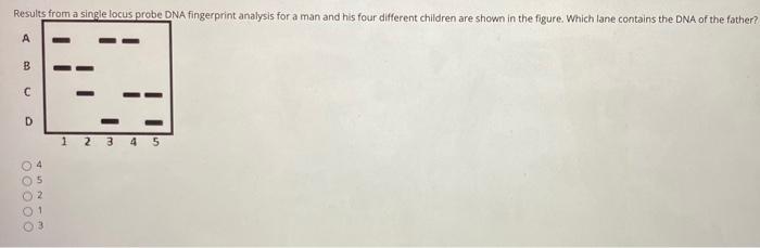 Solved Results from a single locus probe DNA fingerprint | Chegg.com