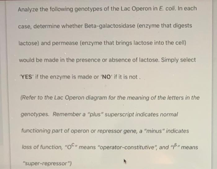 Solved Analyze the following genotypes of the Lac Operon in | Chegg.com