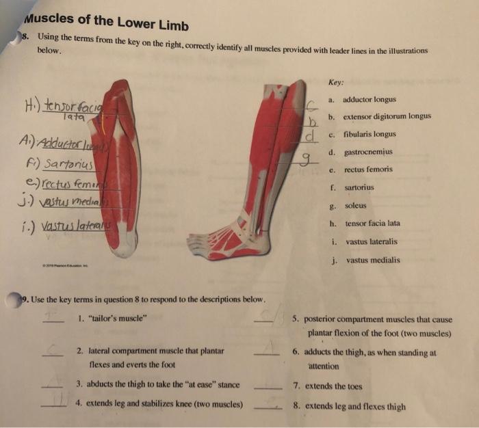 Solved Muscles of the Lower Limb 8. Using the terms from the | Chegg.com