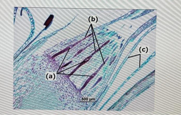 Solved The following figure is a micrograph of a prepared | Chegg.com