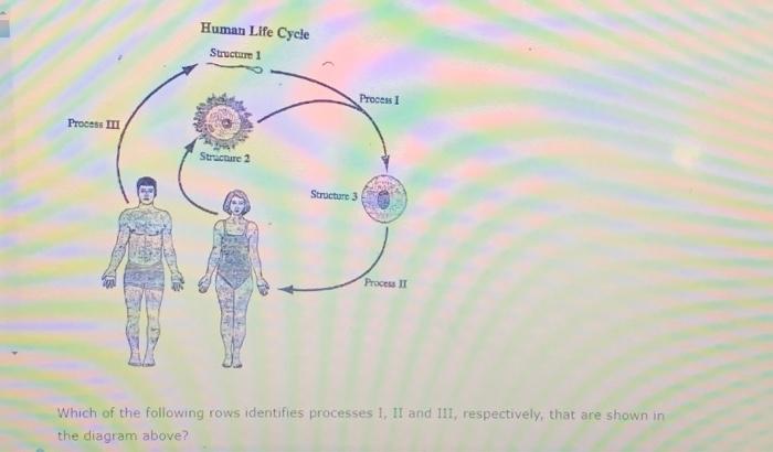 Solved Process III Co Human Life Cycle Structure 1 Structure | Chegg.com