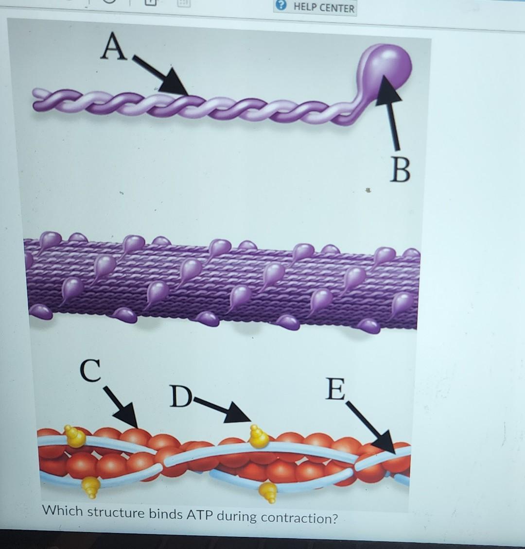 Solved Which structure binds ATP during | Chegg.com