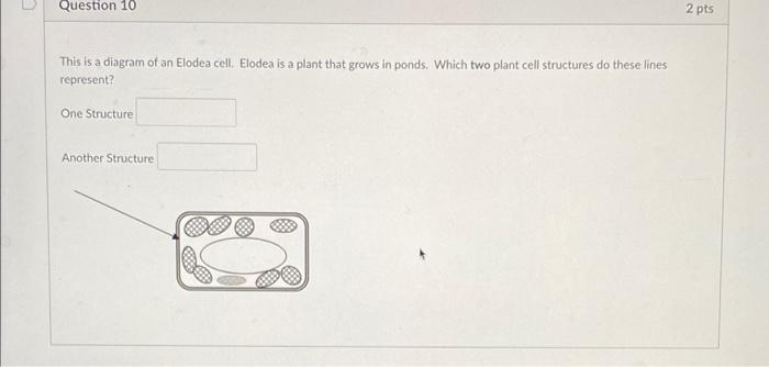 Solved Question 10 2 pts This is a diagram of an Elodea | Chegg.com
