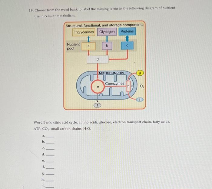 Solved 19. Choose from the word bank to label the missing | Chegg.com