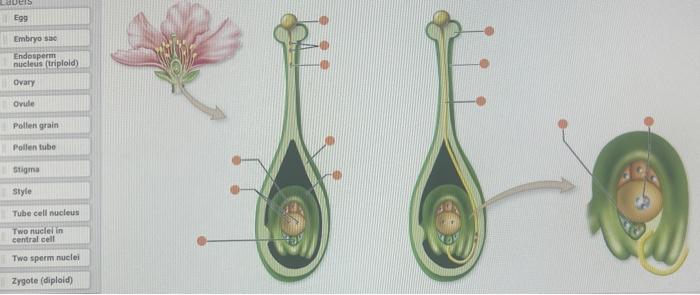Solved Egg Cmbryo sac Endosperm nuclesis (triploid) Grary | Chegg.com