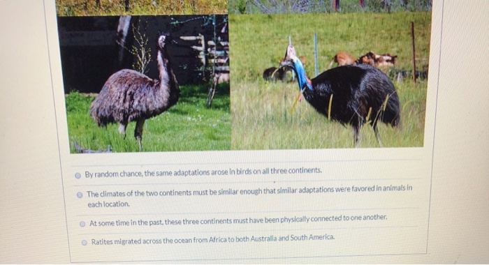 Solved Ratites are a special type of long-legged, flightless | Chegg.com
