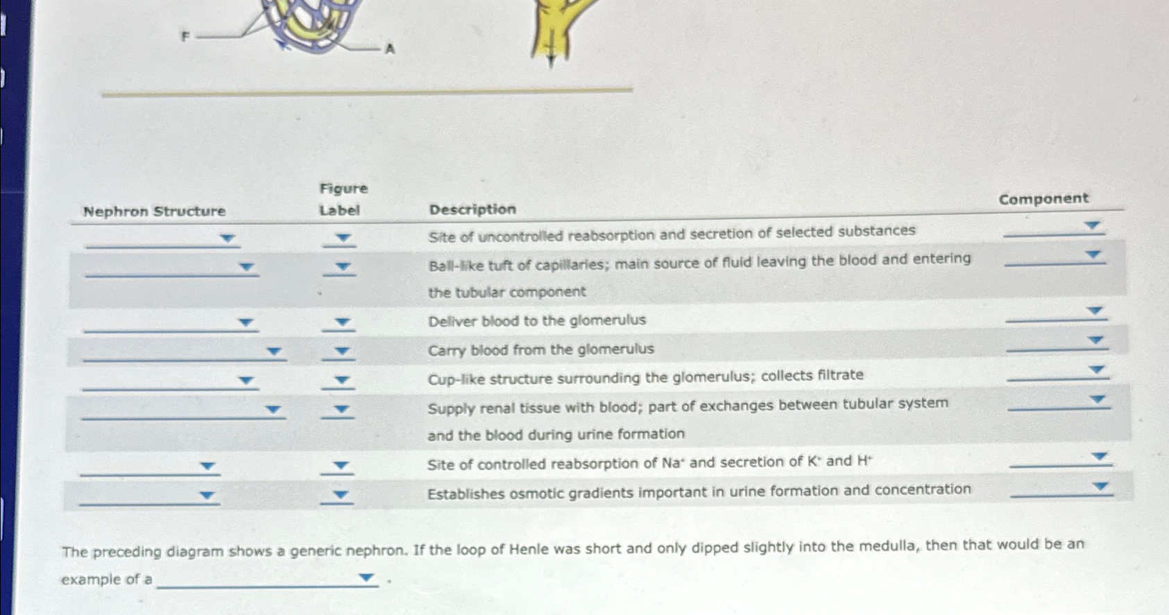 Solved 17The preceding diagram shows a generic nephron. If | Chegg.com