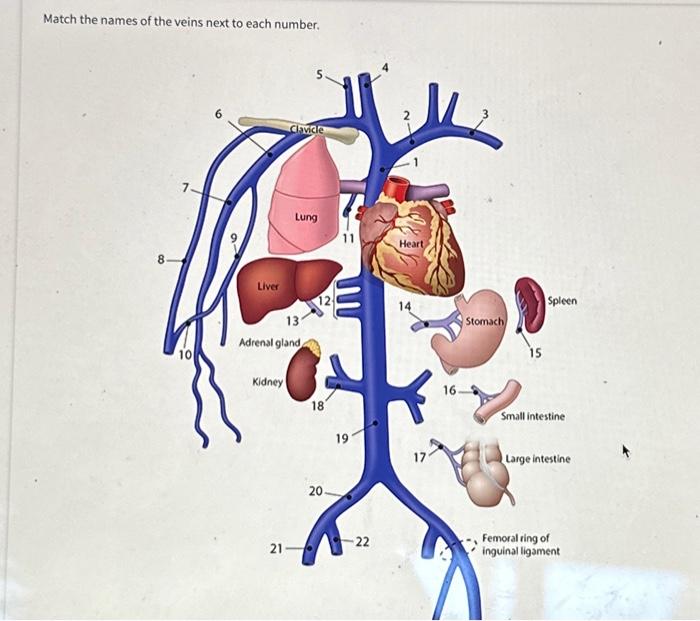 Solved Match the names of the veins next to each | Chegg.com