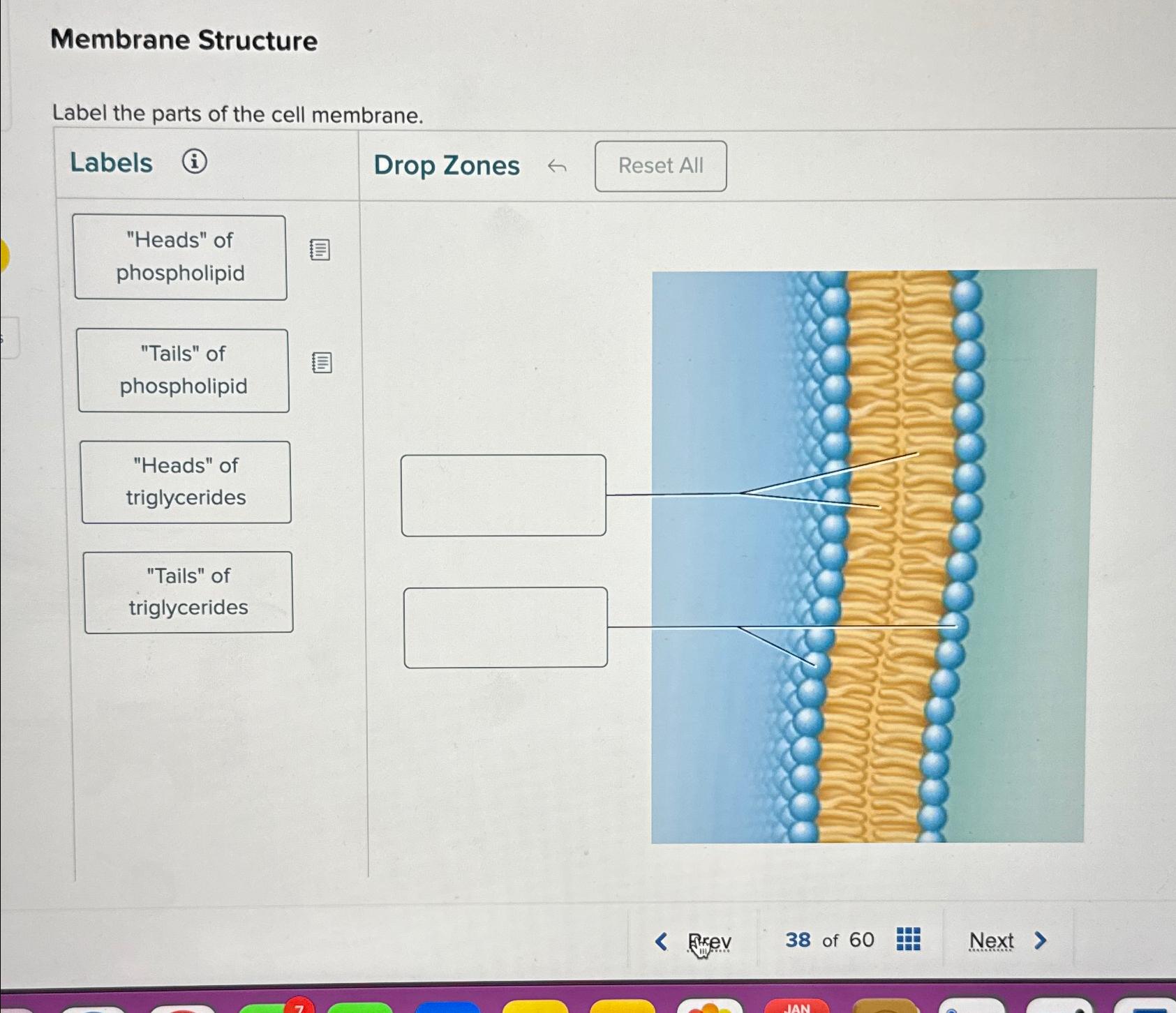 Solved Membrane StructureLabel the parts of the cell | Chegg.com