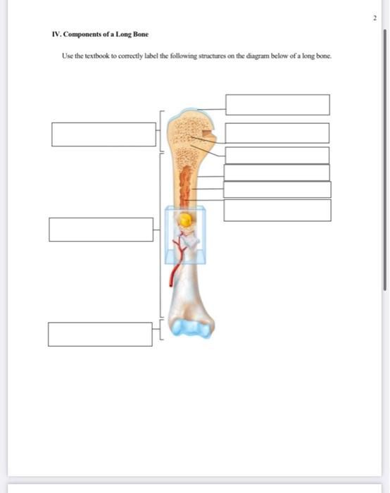 Solved IV. Components of a Long Bone | Chegg.com