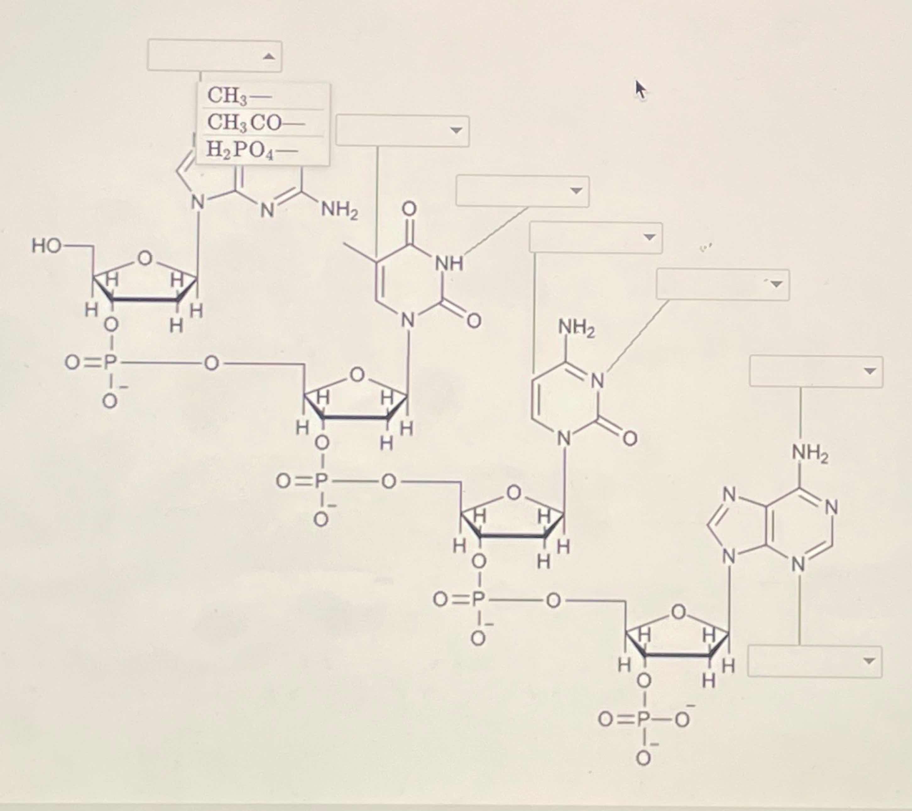 Solved What are common epigenetic changes? Choose the most | Chegg.com