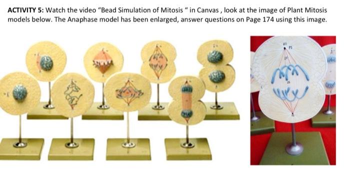 Solved ACTIVITY 5: Watch the video "Bead Simulation of | Chegg.com
