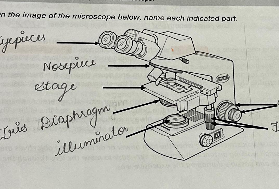 Solved In the image of the microscope below, name each | Chegg.com