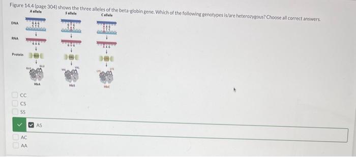 Solved Figure 14.4 (page 304) shows the three alleles of the | Chegg.com