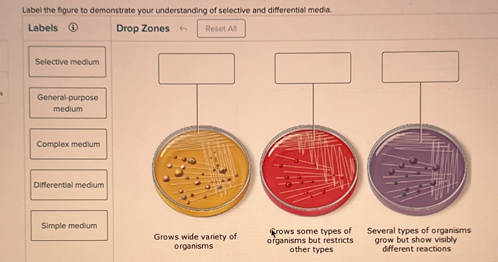 Solved Label the figure to demonstrate your understanding of | Chegg.com