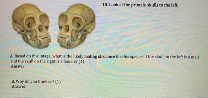 Solved 10. Look at the primate skulls to the left. A. Based | Chegg.com