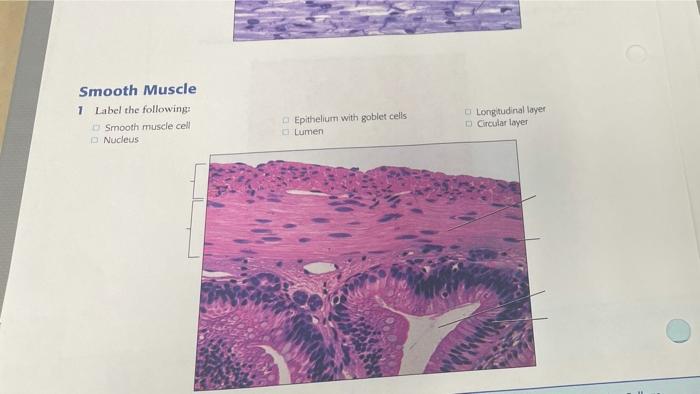 Solved Smooth Muscle 1 Label the following: Smooth muscle | Chegg.com