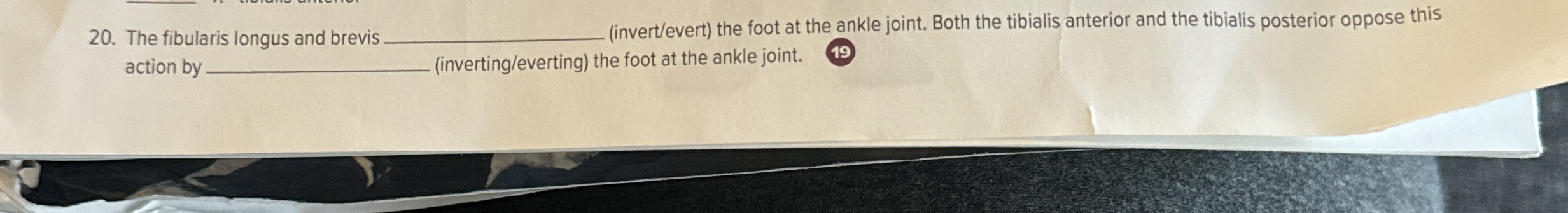 Solved The fibularis longus and brevis q, (invert/evert) | Chegg.com