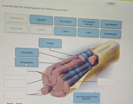Correctly label the following parts of a skeletal | Chegg.com