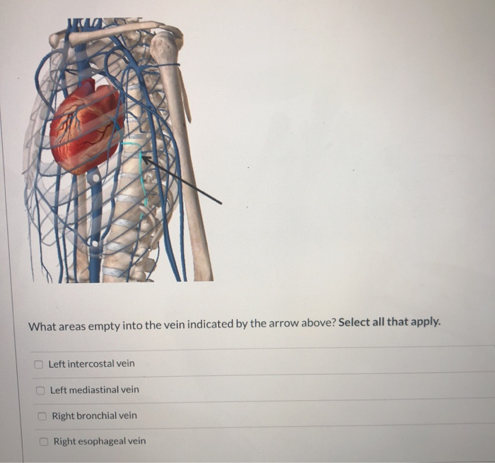 Solved What areas empty into the vein indicated by the arrow | Chegg.com