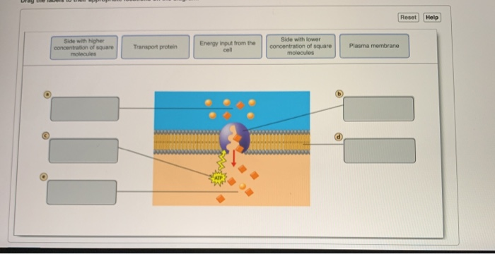 Solved Reset Help Side with higher concentration of square | Chegg.com