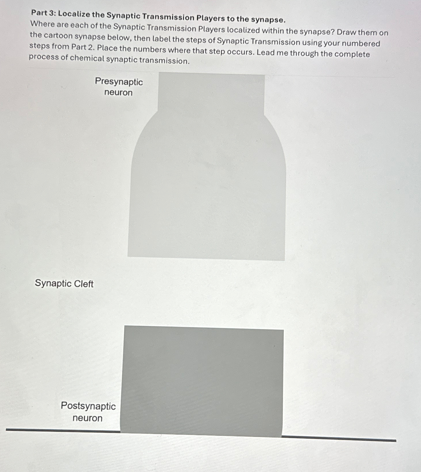 Solved Part 3: Localize the Synaptic Transmission Players to | Chegg.com