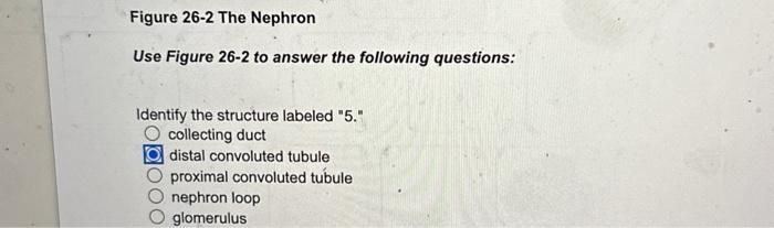 Solved Use Figure 26-2 to answer the following questions: | Chegg.com