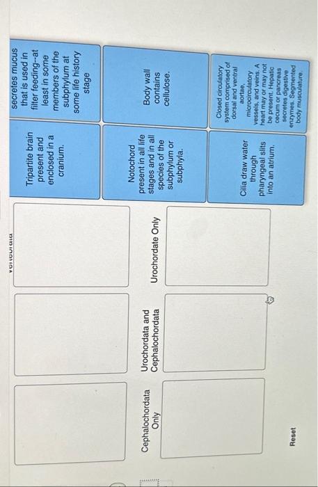 Solved Chordate Subphyla Comparisons. 1 | Chegg.com
