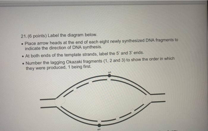 Solved 21. (6 points) Label the diagram below. - Place arrow | Chegg.com