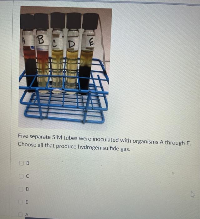 Solved C D E Five separate SIM tubes were inoculated with | Chegg.com