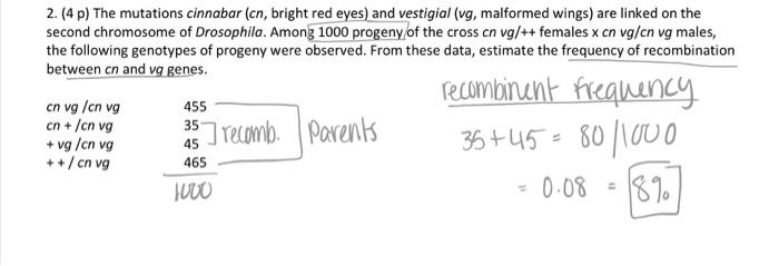 Solved 2. (4 p) The mutations cinnabar (cn, bright red eyes) | Chegg.com
