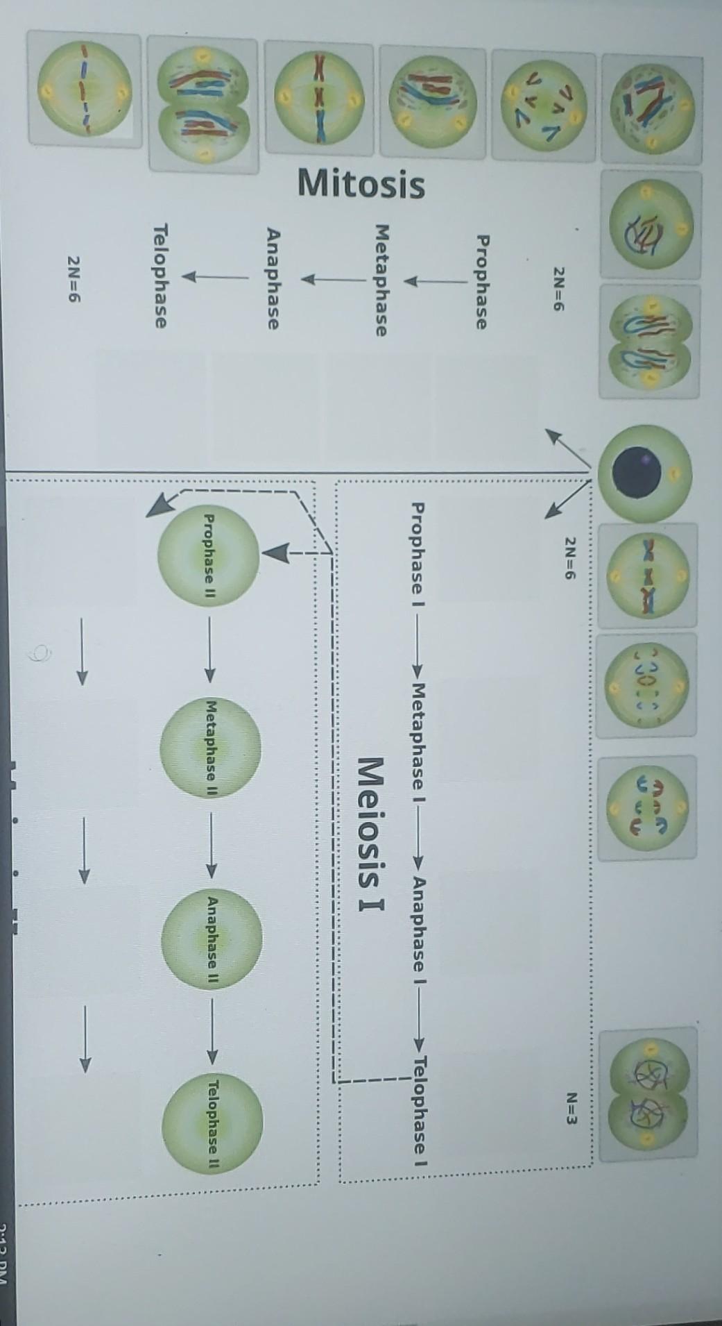 Solved mitosis versus meiosis complete the following drag | Chegg.com