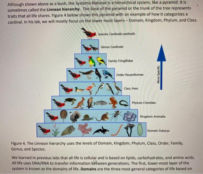 Kingdom Phylum Class Order Family Genus Species Pyramid