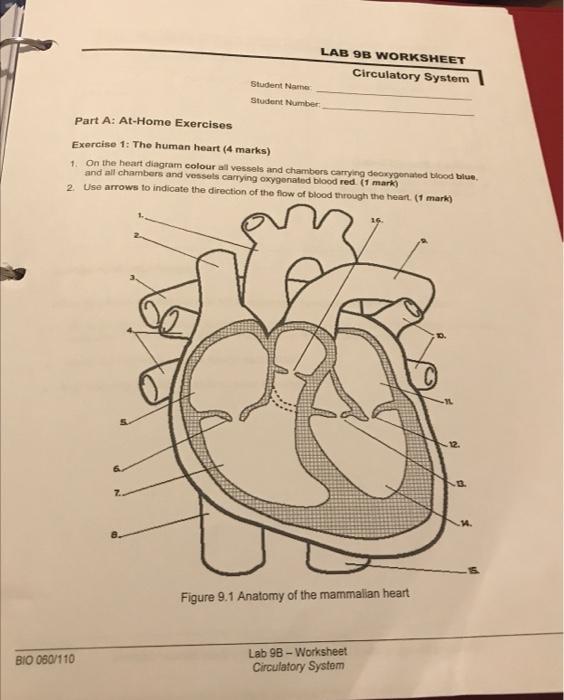 Solved Exercise 1: The human heart (4 marks) 1. On the heart | Chegg.com