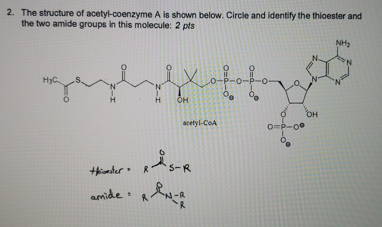 Solved The structure of acetyl-coenzyme A ﻿is shown below. | Chegg.com