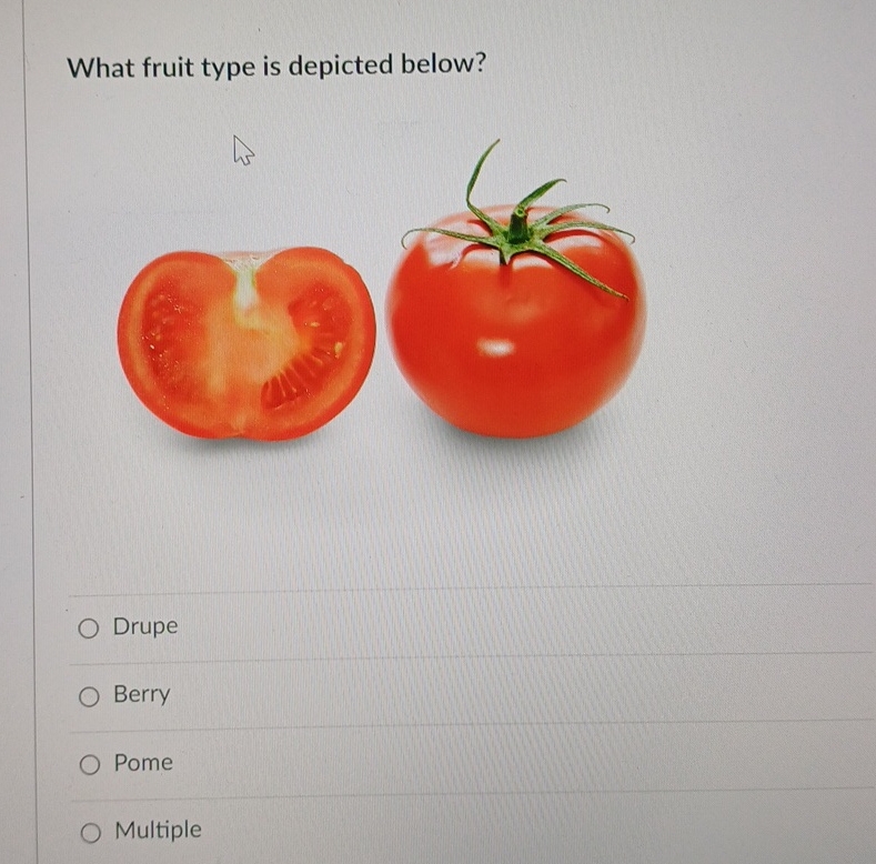 Solved What fruit type is depicted | Chegg.com
