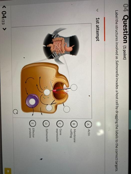 Solved 04 Question (1 point) Label the structures involved | Chegg.com