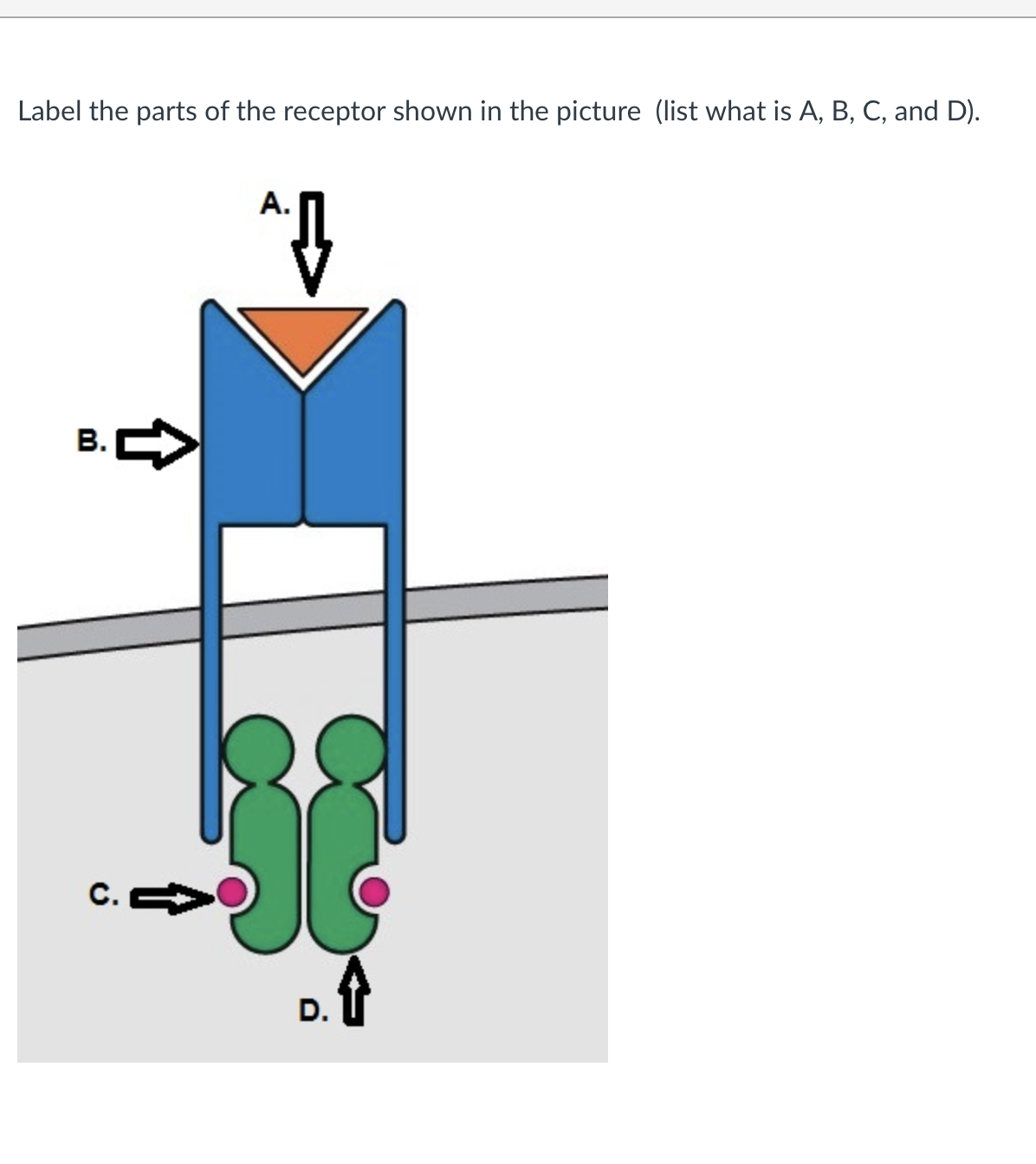 Label the parts of the receptor shown in the picture | Chegg.com