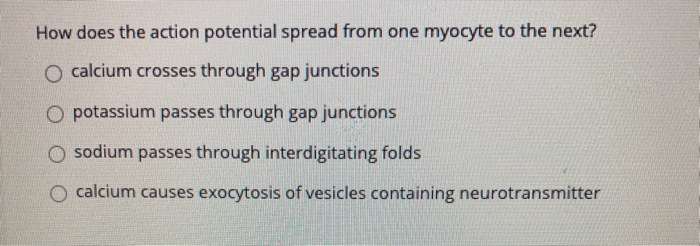 Solved How does the action potential spread from one myocyte | Chegg.com