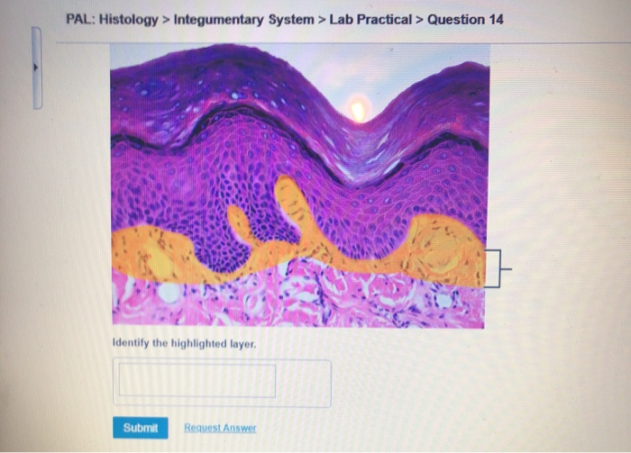 Solved PAL: Histology > Integumentary System > Lab Practical | Chegg.com
