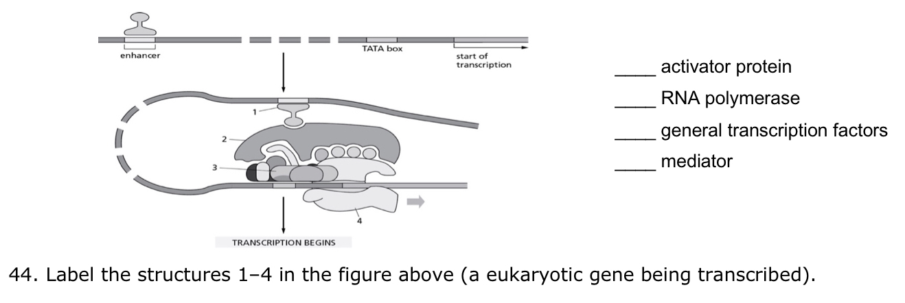 Solved activator proteinRNA polymerasegeneral transcription | Chegg.com