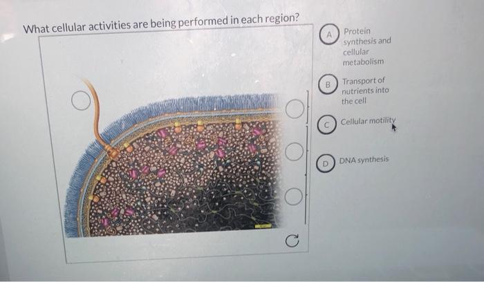 Solved What cellular activities are being performed in each | Chegg.com