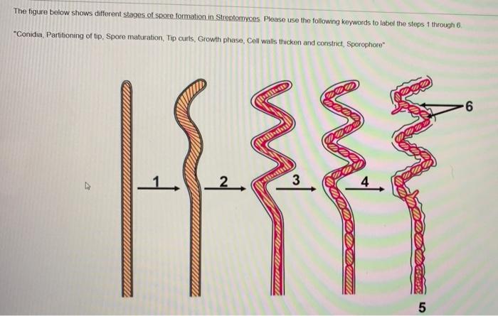 Solved The figure below shows different stages of spore | Chegg.com