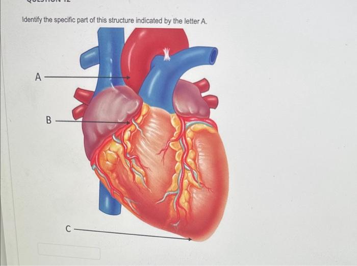 Solved Identify the specific part of this structure | Chegg.com