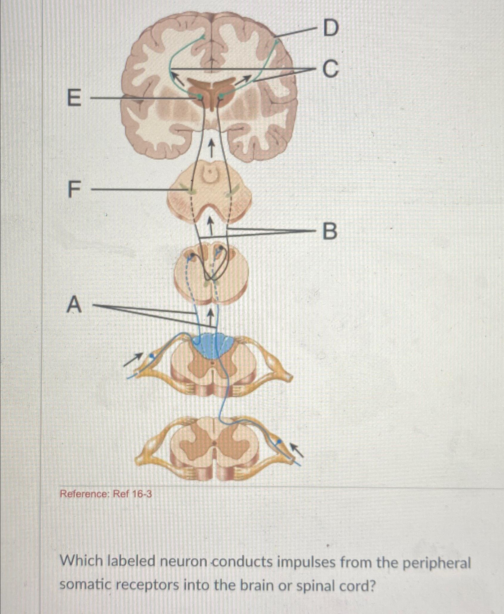 Solved Reference: Ref 16-3Which labeled neuron conducts | Chegg.com