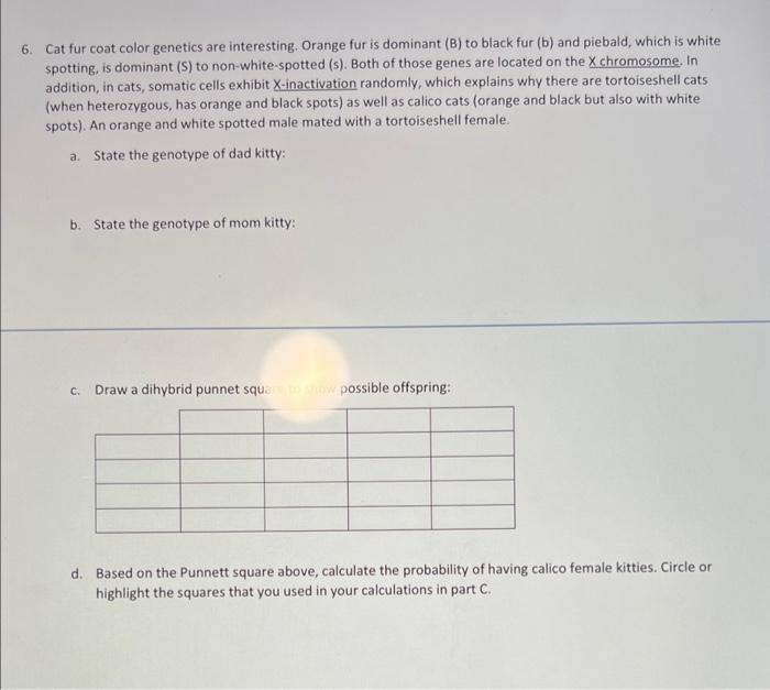 Solved 6. Cat fur coat color genetics are interesting. | Chegg.com
