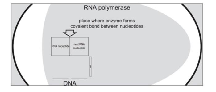 Solved 6. To show what your RNA polymerase looks like at | Chegg.com
