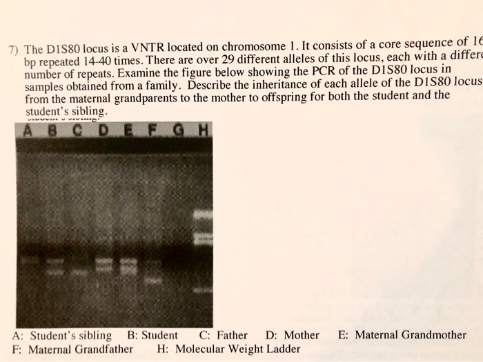 Solved 7) The DIS80 locus is a VNTR located on chromosome 1. | Chegg.com