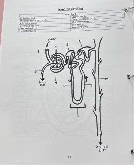 Solved Nephron Coloring\table[[Word Bank],[Collecting | Chegg.com