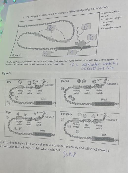 Solved According to the worksheet (as a whole), Pitx1 is | Chegg.com